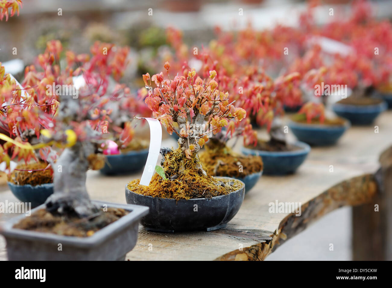 Beautiful sakura bonsai tree hi-res stock photography and images - Alamy