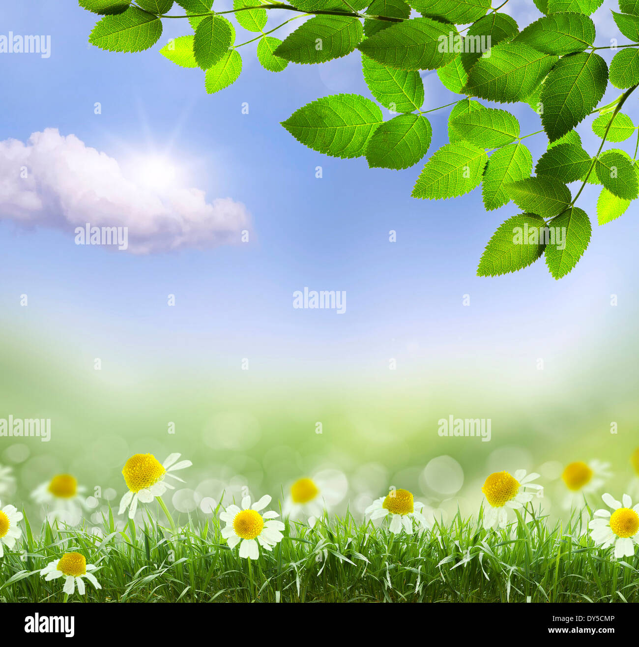 Spring or summer season abstract nature background with grass and blue ...