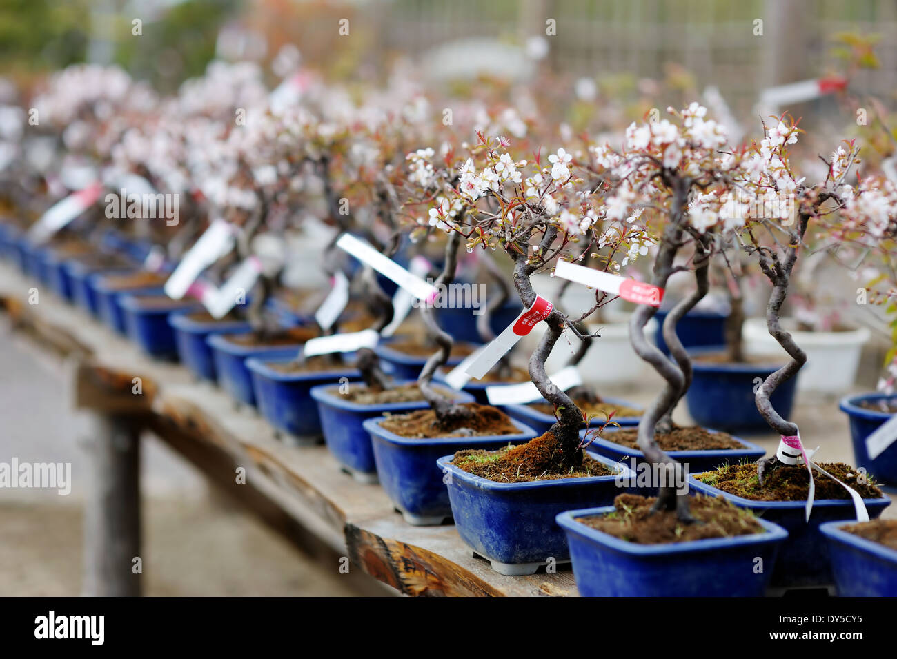 Beautiful sakura bonsai tree hi-res stock photography and images - Alamy