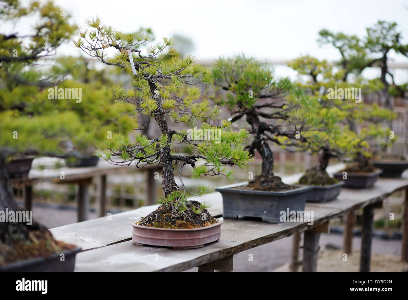 Beautiful sakura bonsai tree hi-res stock photography and images - Alamy