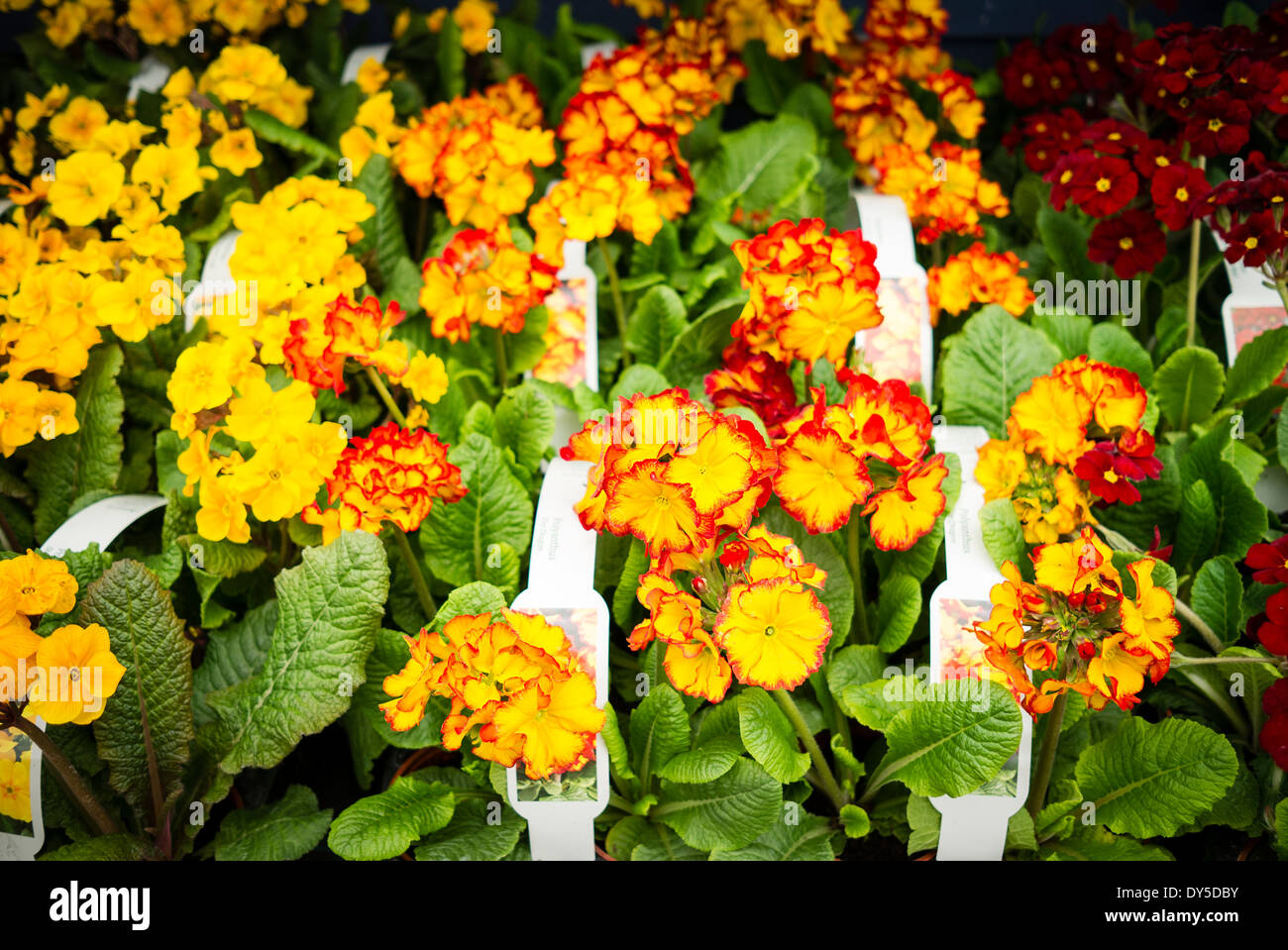 Fire dragon hi-res stock photography and images - Alamy