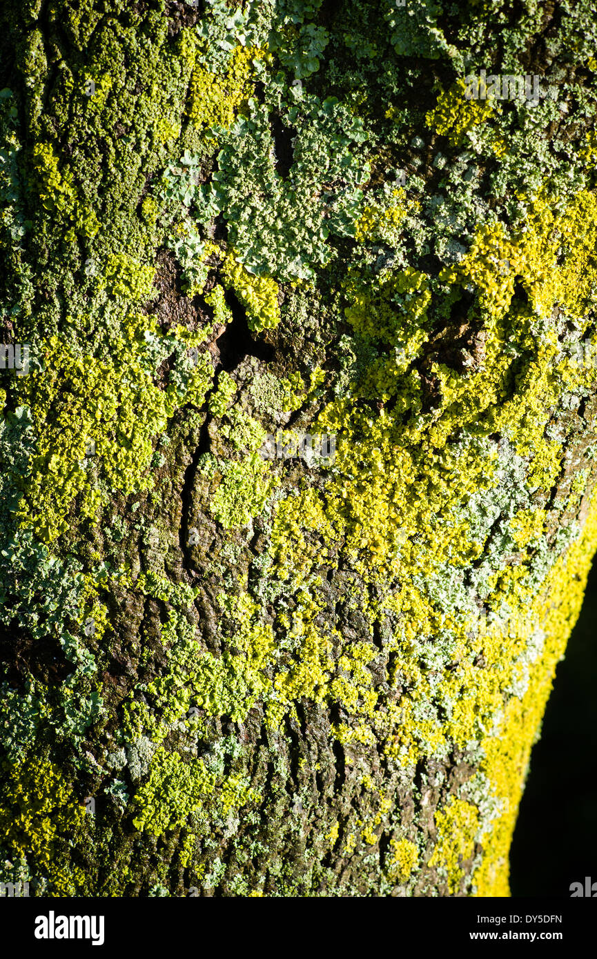 Lichen lichens tree trunk hi-res stock photography and images - Alamy