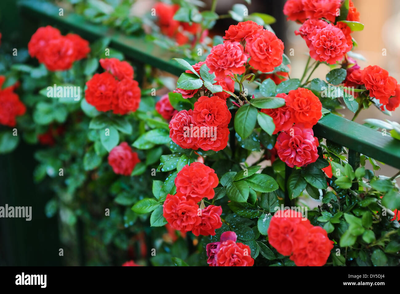 Detail of red roses bush as floral background Stock Photo - Alamy