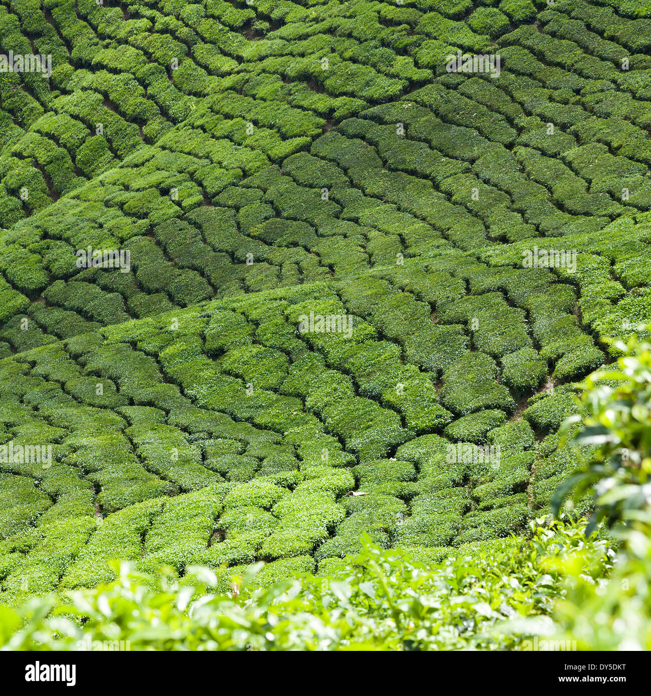 cameron highlands tea plantation Stock Photo - Alamy