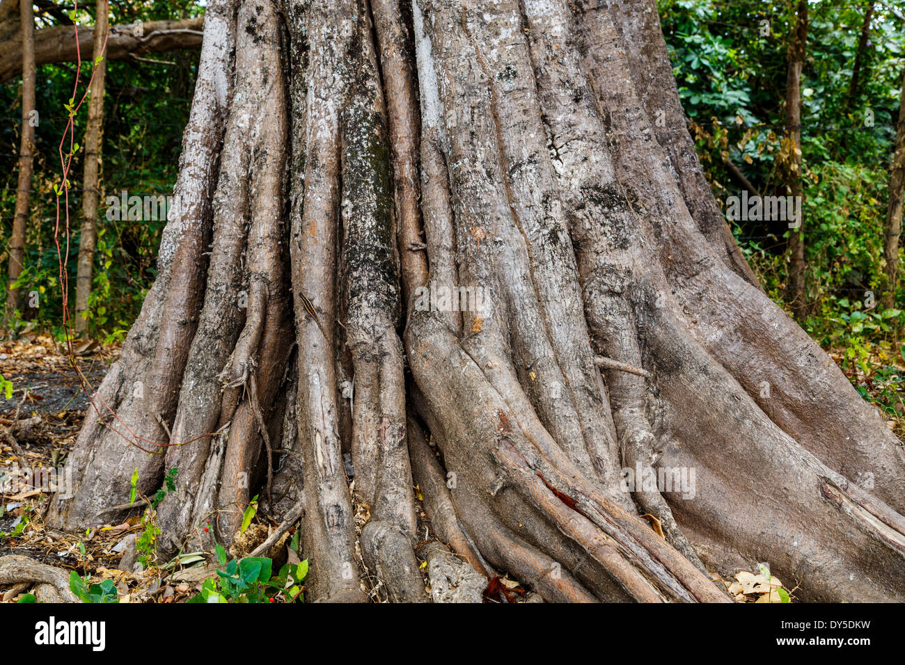 photography of an old tree in the jungle Stock Photo - Alamy