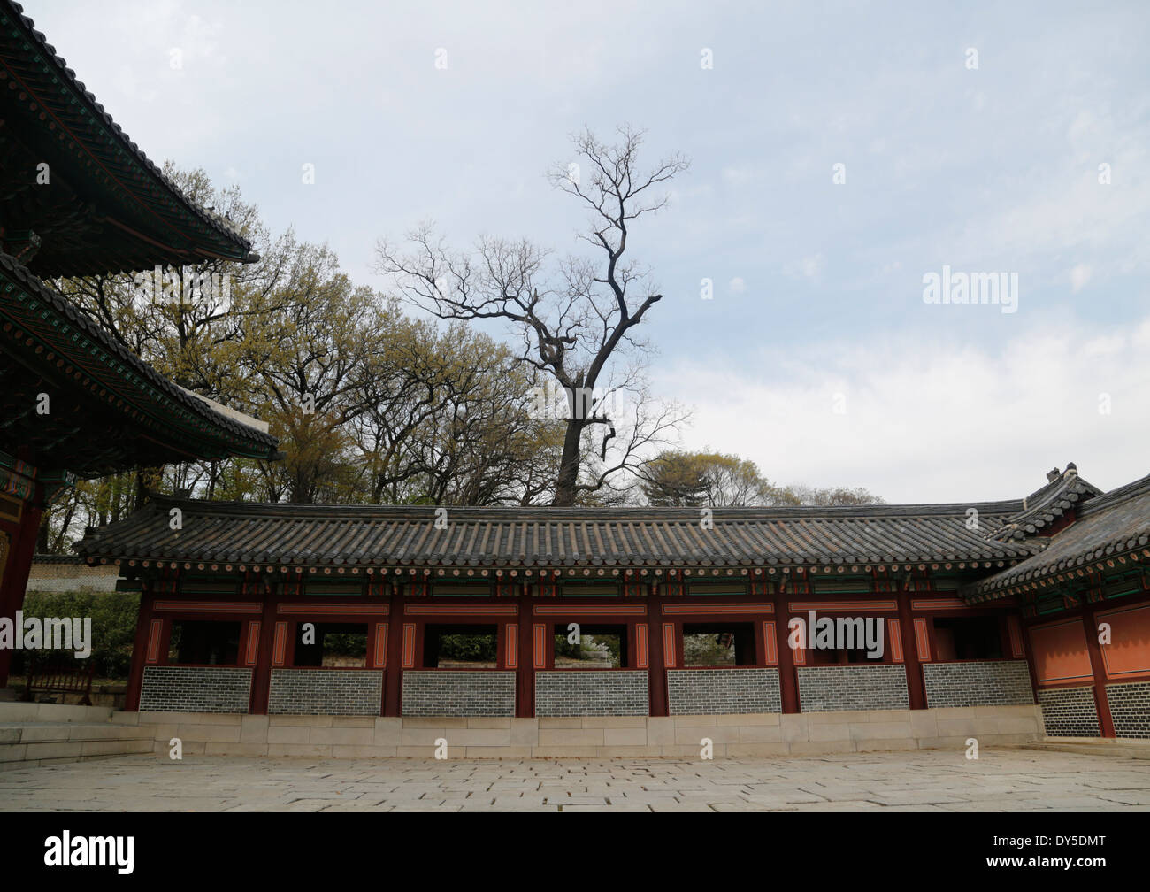 Joseon dynasty seoul south korea old palace tree wall tradition hi-res ...