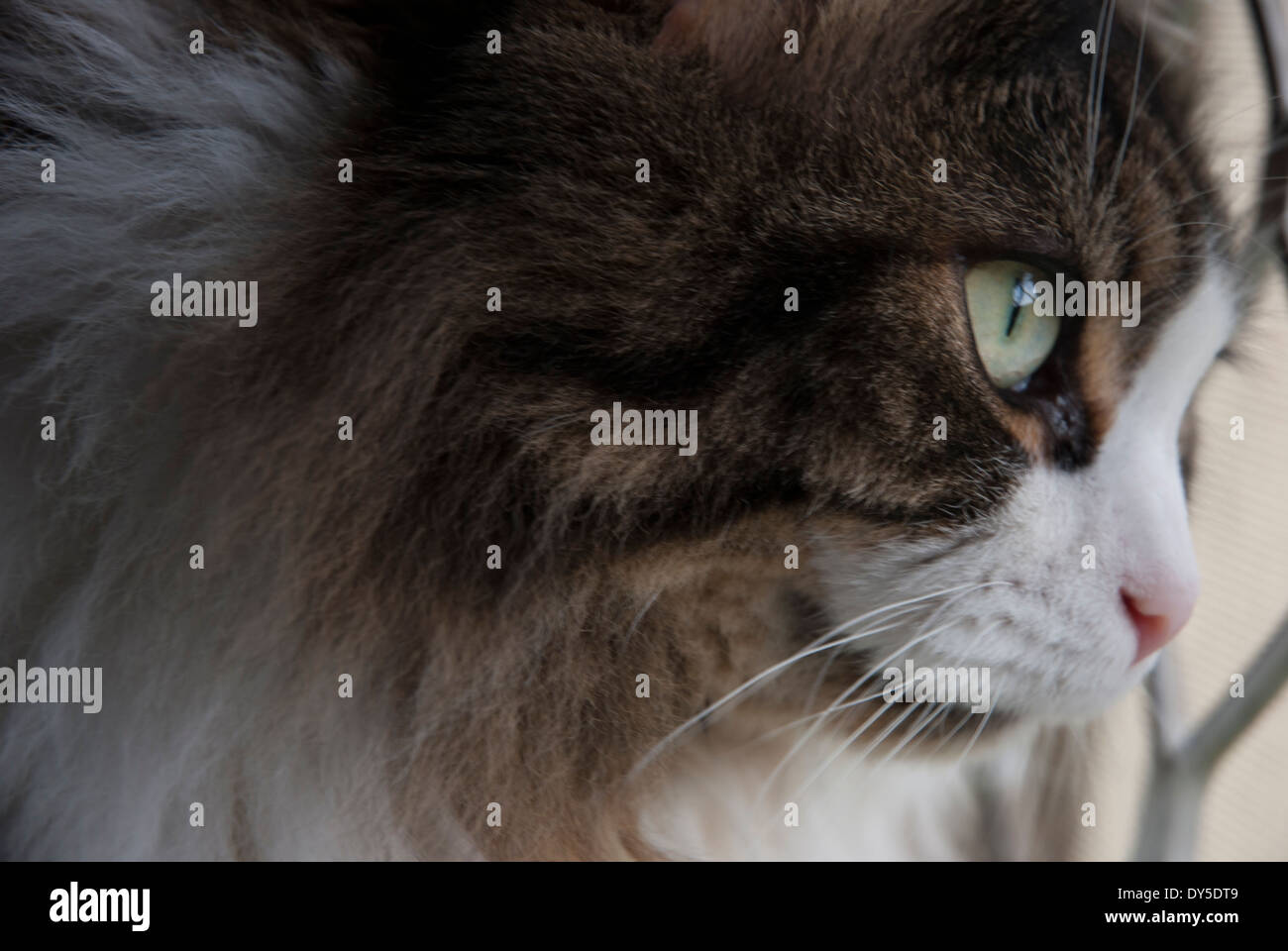 Cute Fluffy Cat Stock Photo - Alamy