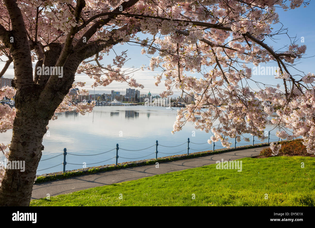 White cherry blossom tree hi-res stock photography and images - Alamy