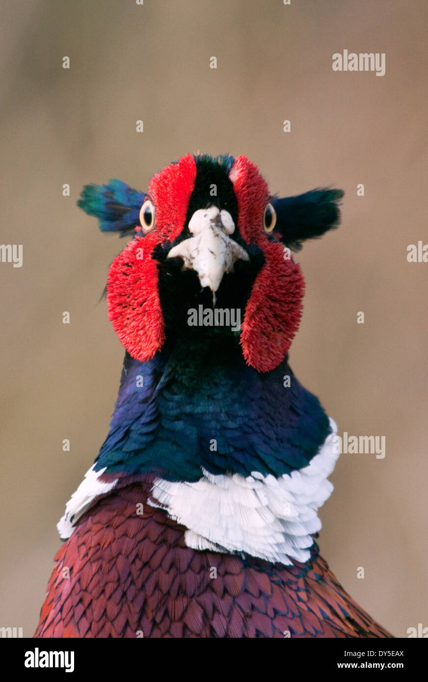 Looking startled hi-res stock photography and images - Alamy