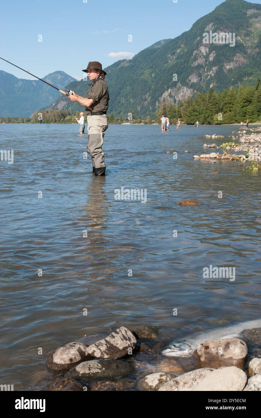 Fraser River Canada Salmon Stock Photos & Fraser River Canada Salmon ...