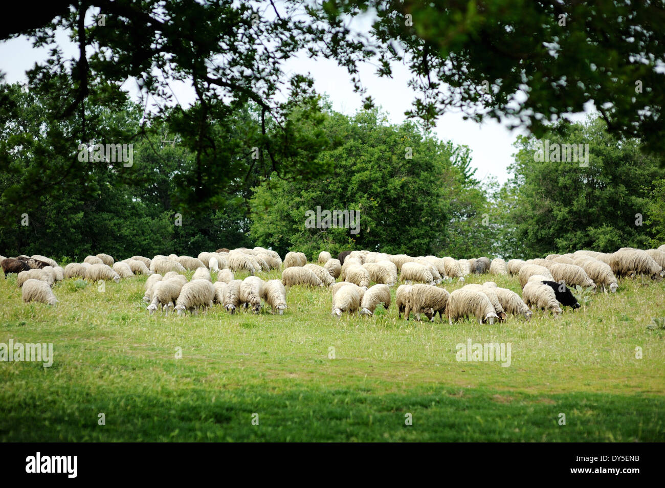 Italian sheep breed hi-res stock photography and images - Alamy