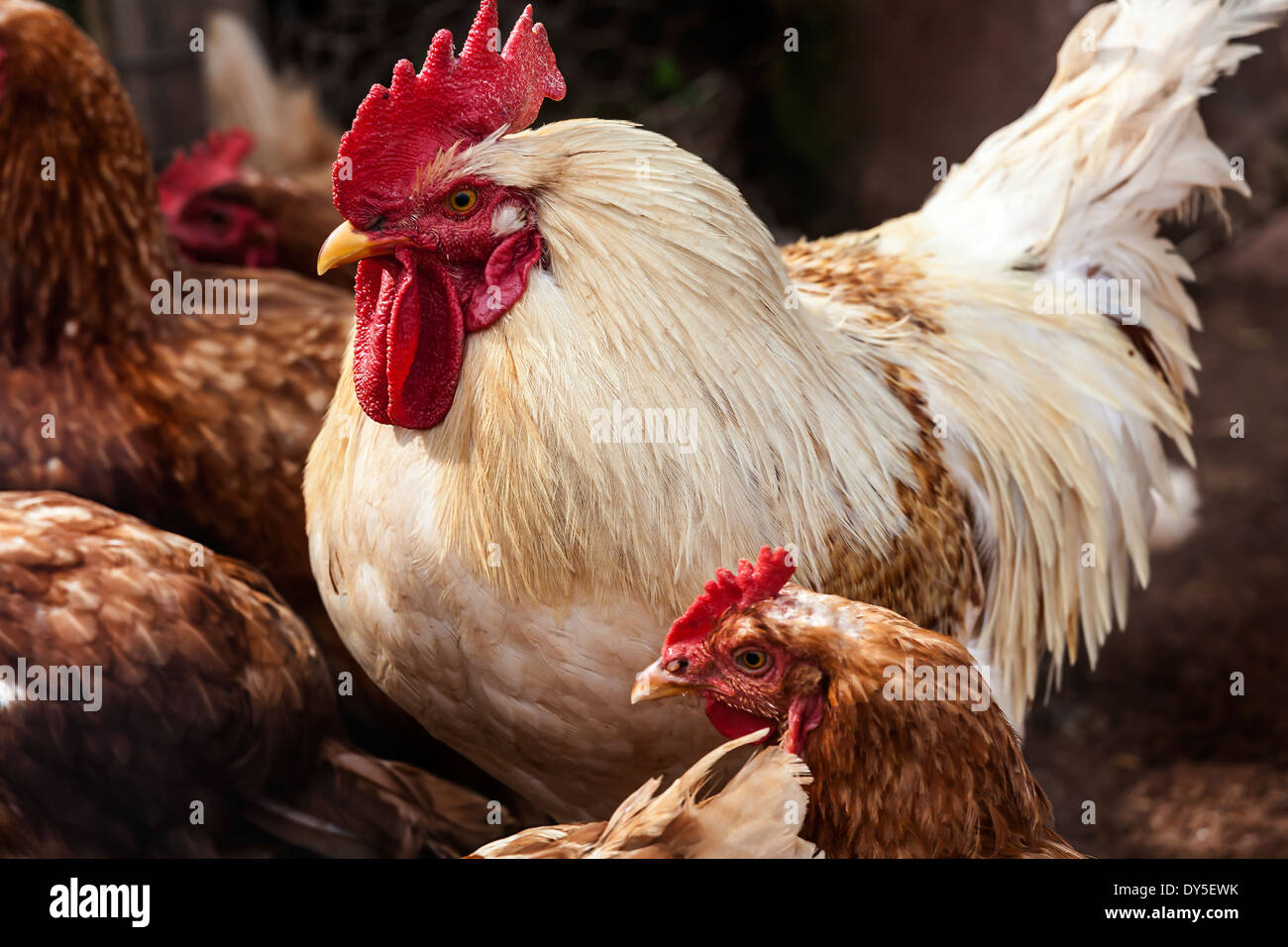 Barnyard chickens penned up in their chicken coop Stock Photo - Alamy