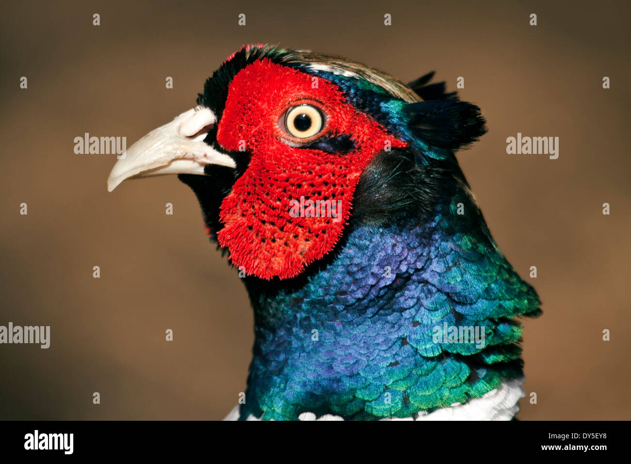 Sideways head hi-res stock photography and images - Alamy