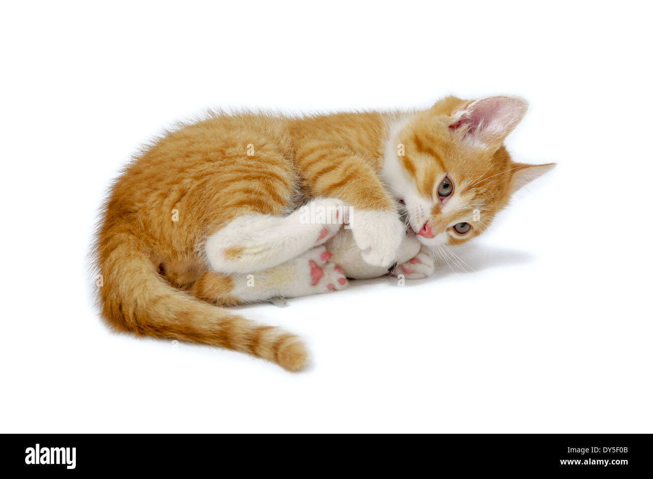 White domestic cat playing mouse Cut Out Stock Images & Pictures - Alamy
