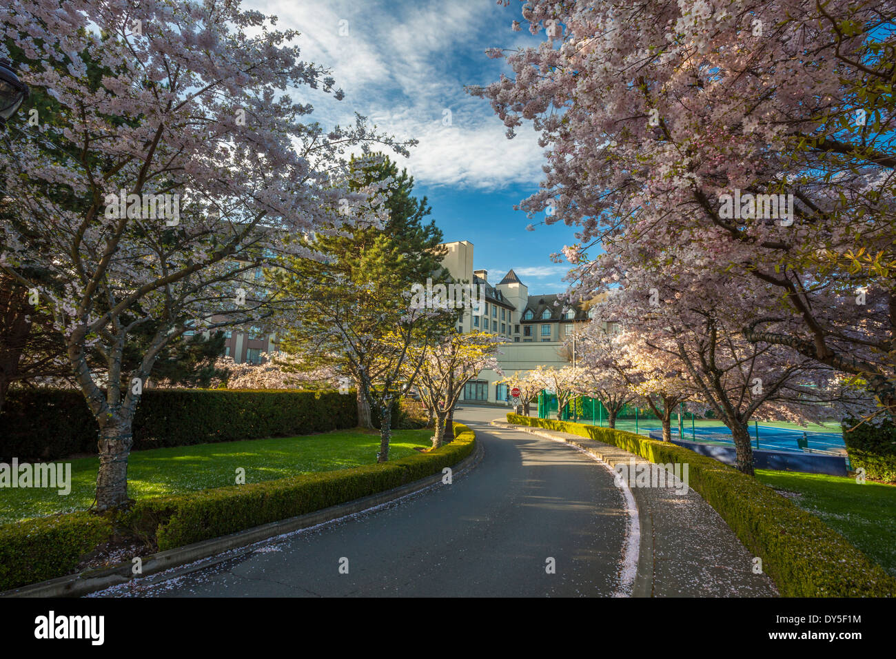 Japanese white cherry blossoms near Delta Ocean Pointe hotel-Victoria ...