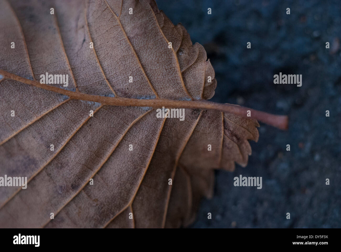 Beautiful macro autumn leaf hi-res stock photography and images - Alamy