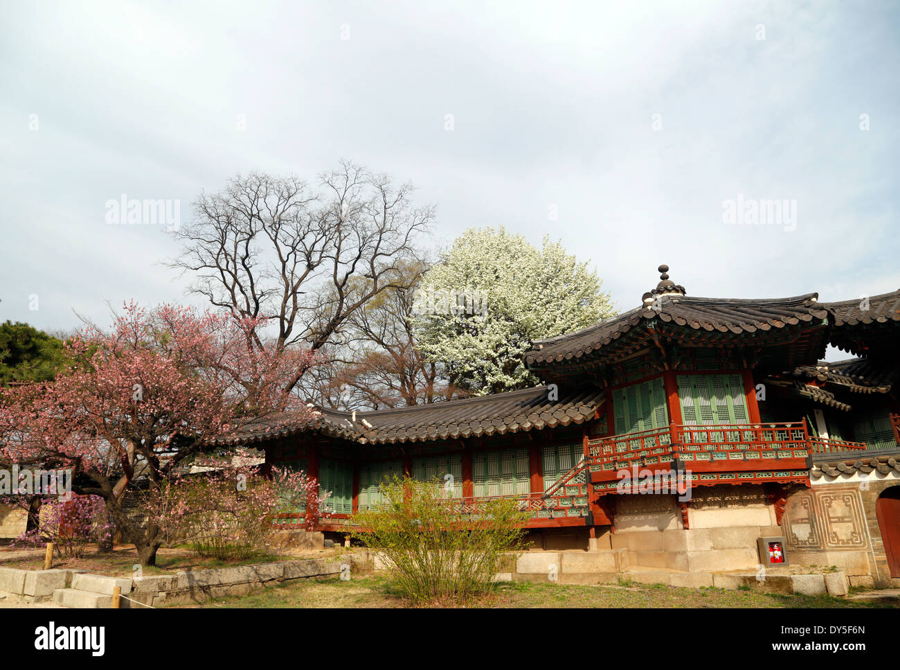 Joseon dynasty seoul south korea old palace tree wall tradition hi-res ...