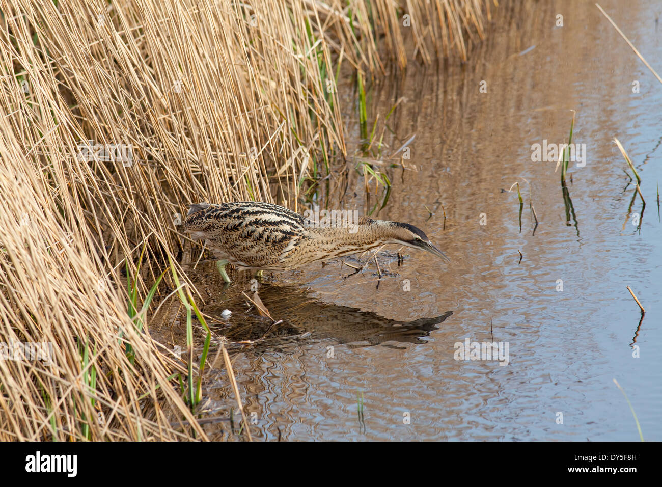 Rspb minsmere bittern hi-res stock photography and images - Alamy