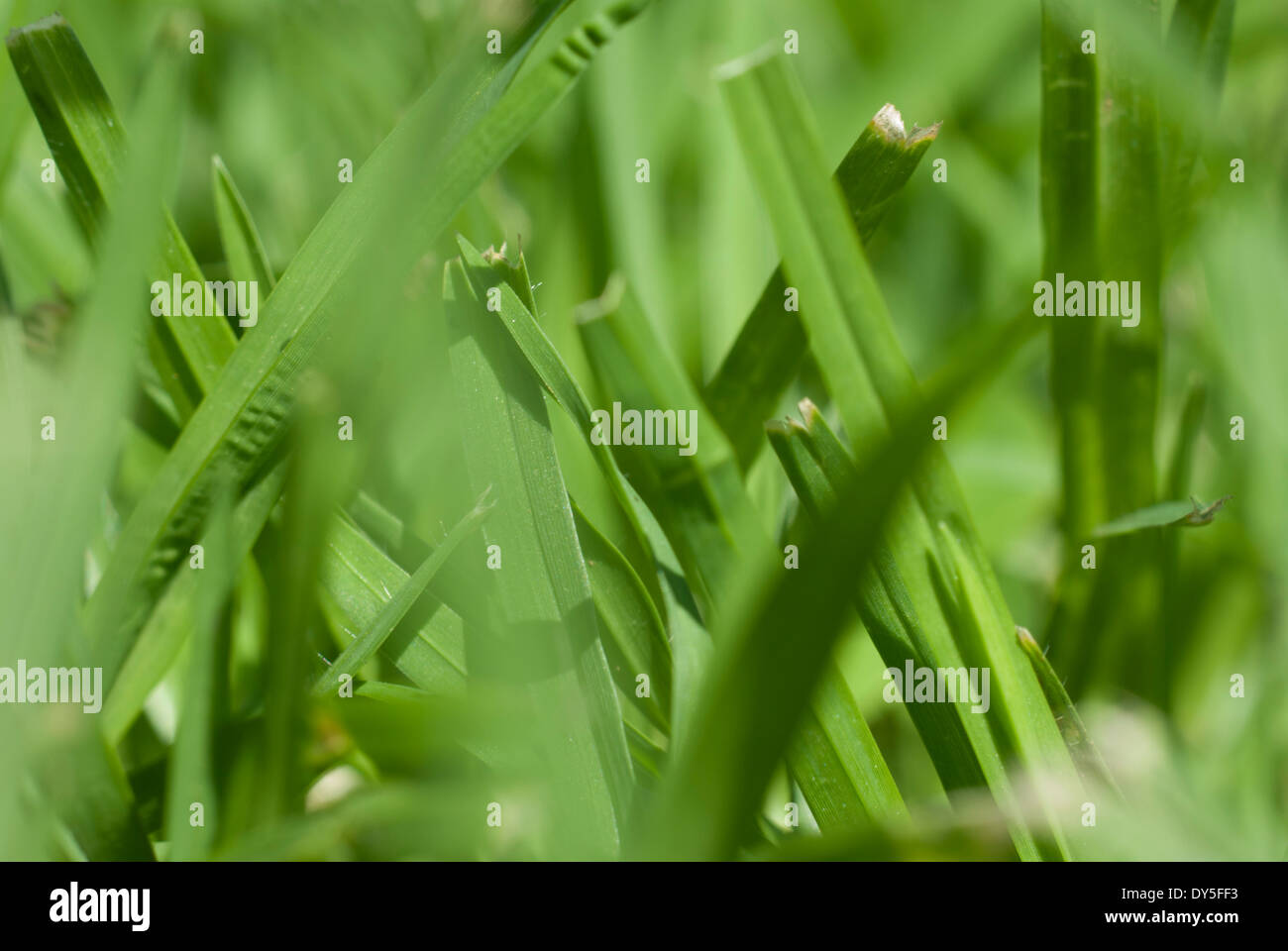 Macro grass hi-res stock photography and images - Alamy