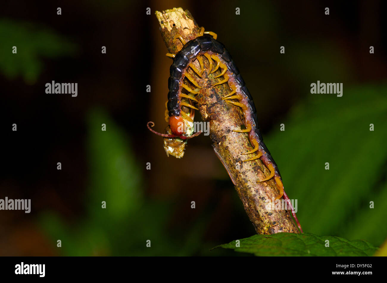 Rainforest centipede hi-res stock photography and images - Alamy