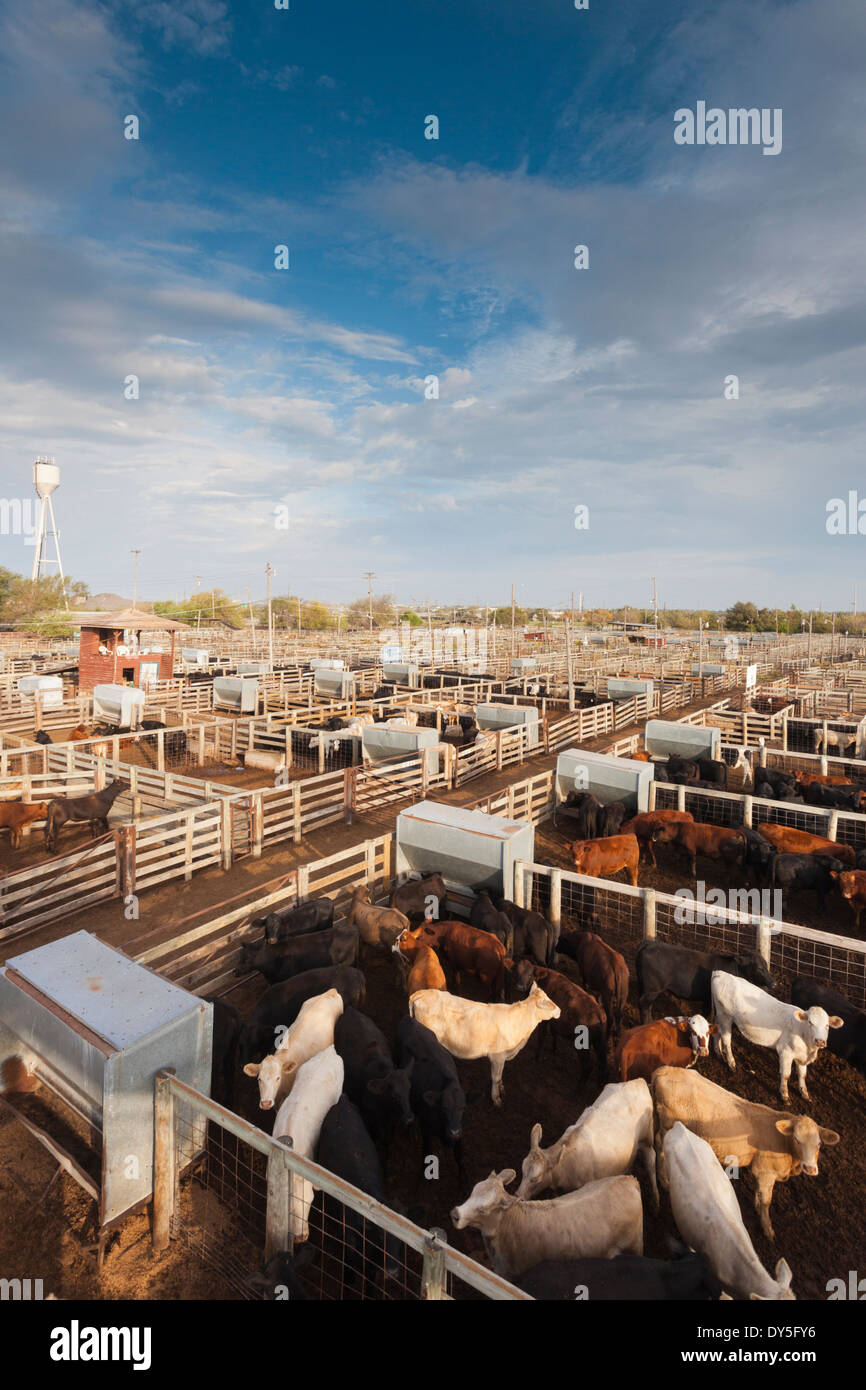 Oklahoma national stockyards, hi-res stock photography and images - Alamy