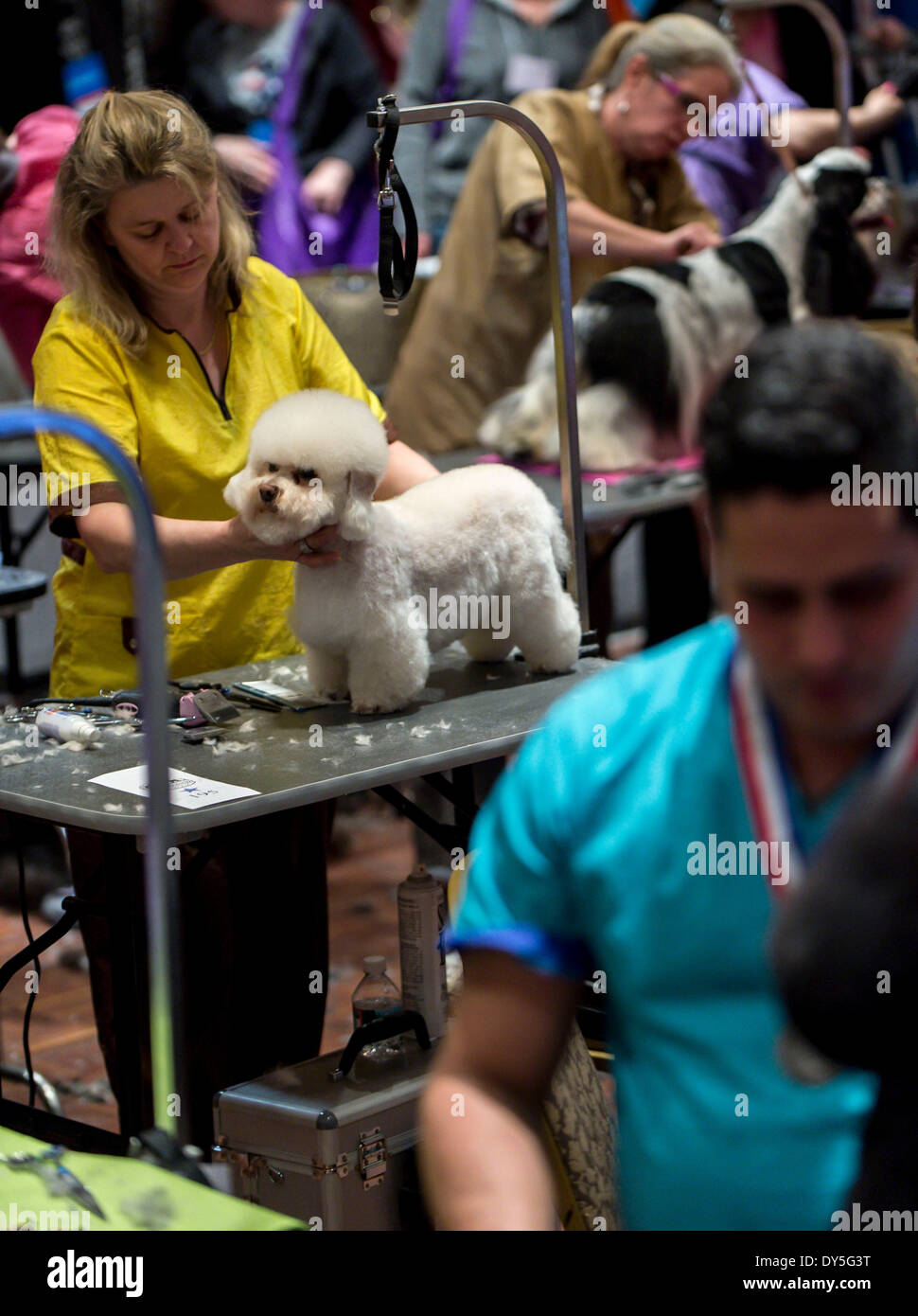East Rutherford, New Jersey, USA. 05th Apr, 2014. Groomers compete at ...