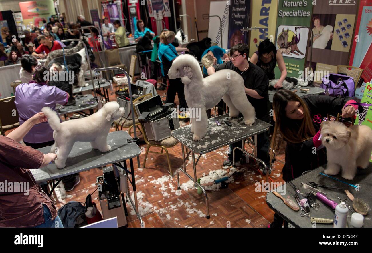 East Rutherford, New Jersey, USA. 05th Apr, 2014. Groomers compete at ...