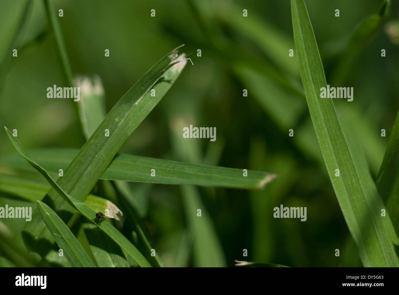 Macro shot grass leaves hi-res stock photography and images - Alamy