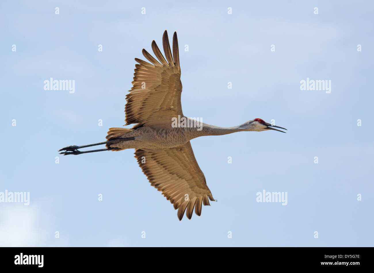 Crane marsh hi-res stock photography and images - Alamy