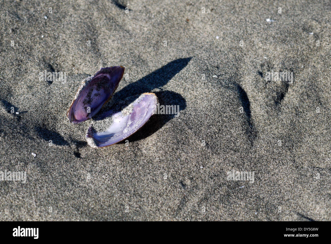 Purple inside of muscle shell hi-res stock photography and images - Alamy