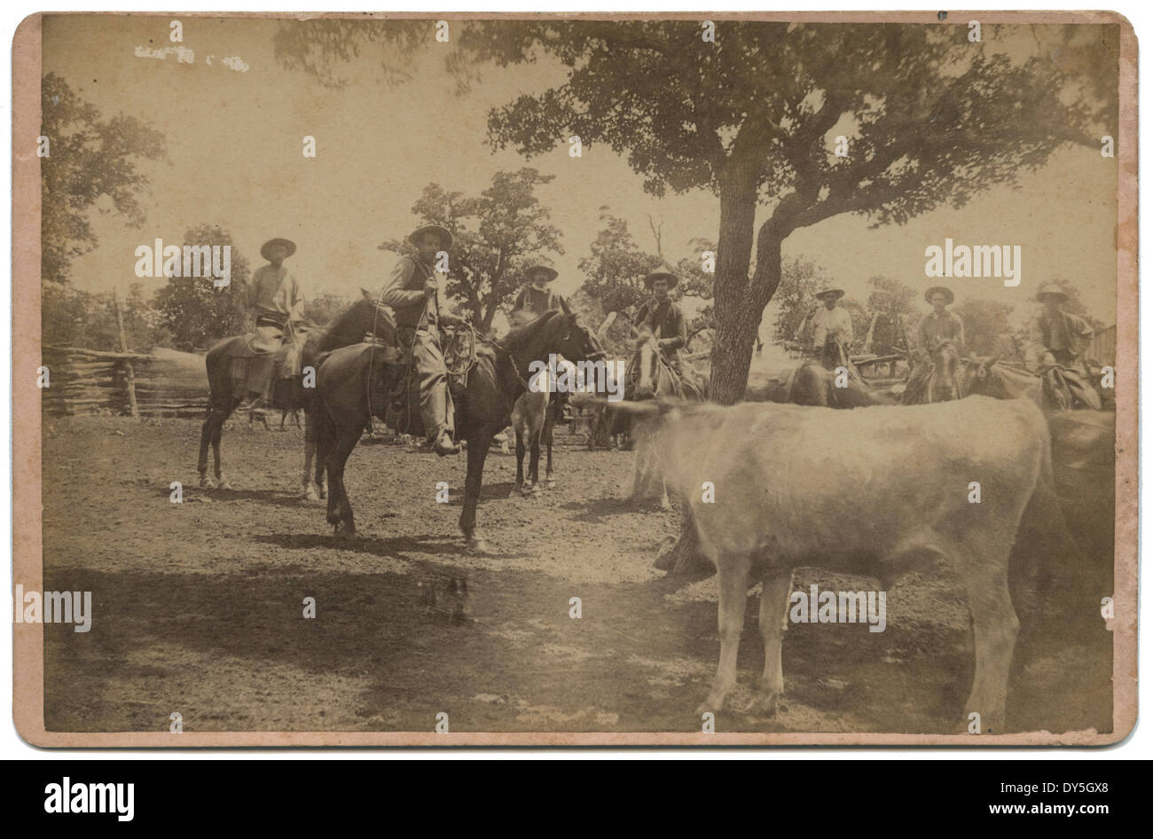 [Cowboys on horseback with cattle] Stock Photo - Alamy