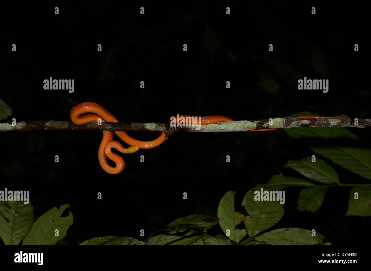 Calico snake hi-res stock photography and images - Alamy