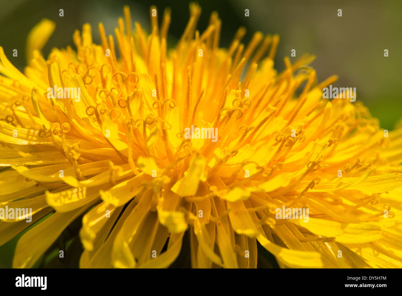 bright open dandelion flower head showing minute details of each ...