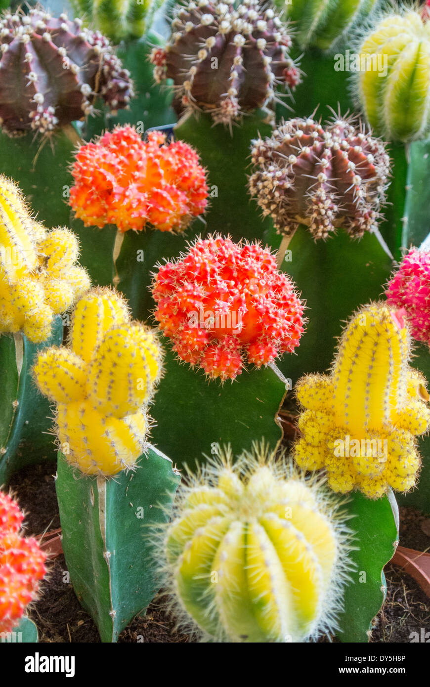 Cacti hi-res stock photography and images - Alamy