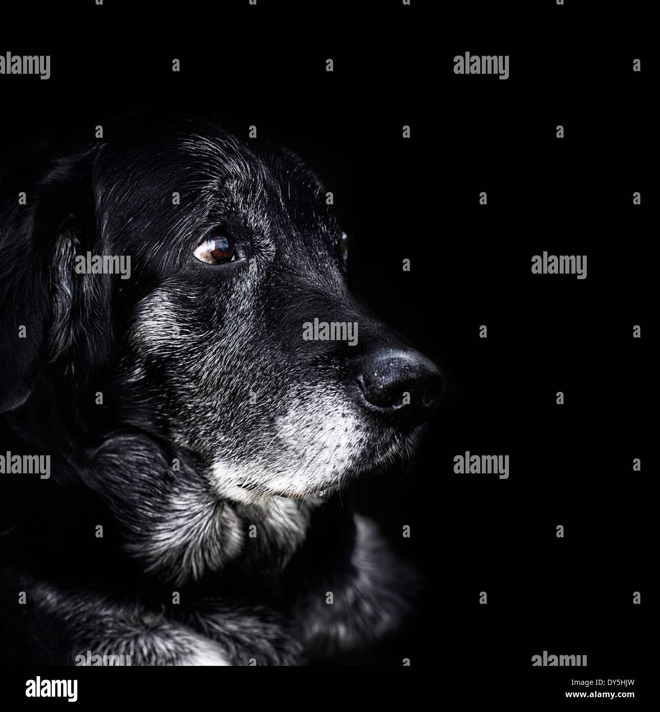 Black lab retriever head shot hi-res stock photography and images - Alamy