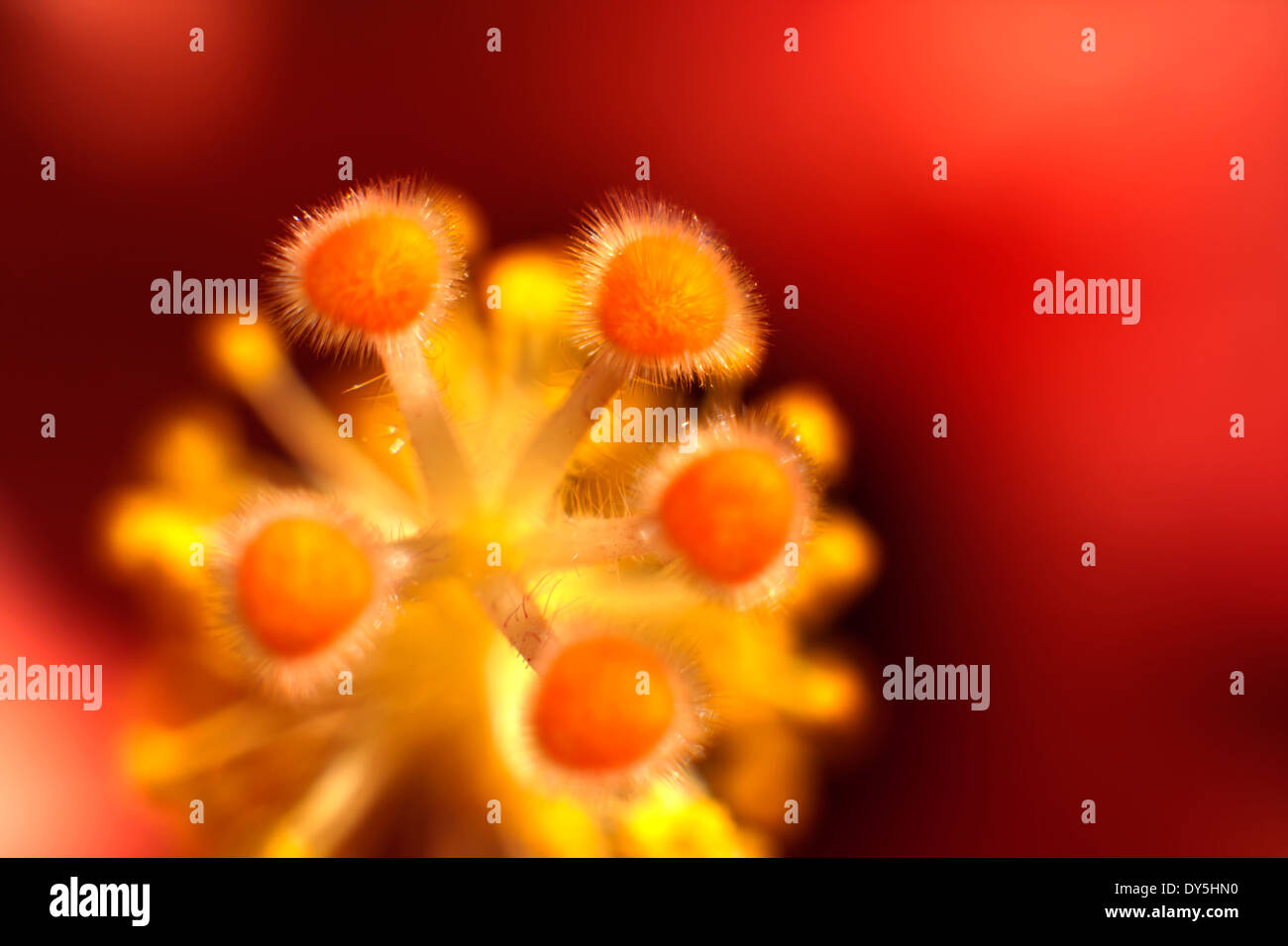 pistil of a flower Stock Photo - Alamy