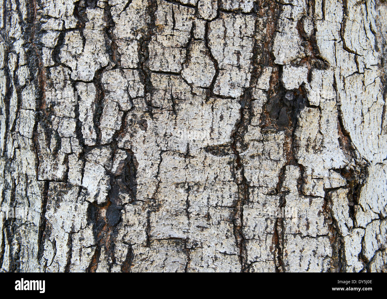Close up texture of fracture on the tree bark Stock Photo - Alamy