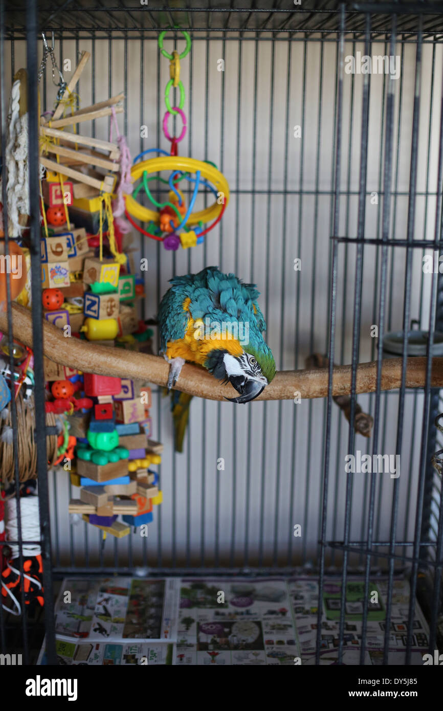 Blue Bird Cage Hi Res Stock Photography And Images Alamy