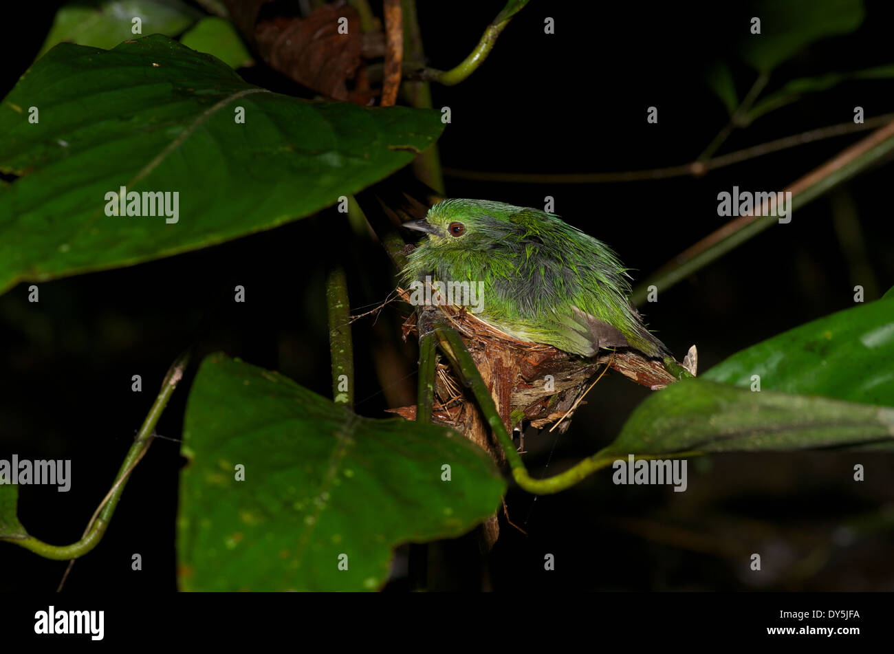 Manakin hi-res stock photography and images - Alamy