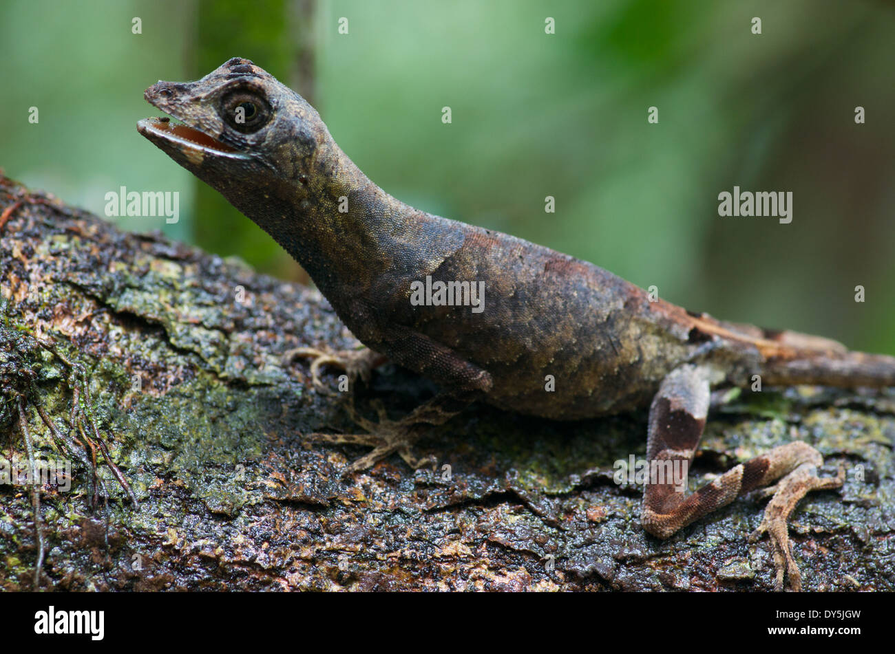 Blue lipped forest anole hi-res stock photography and images - Alamy
