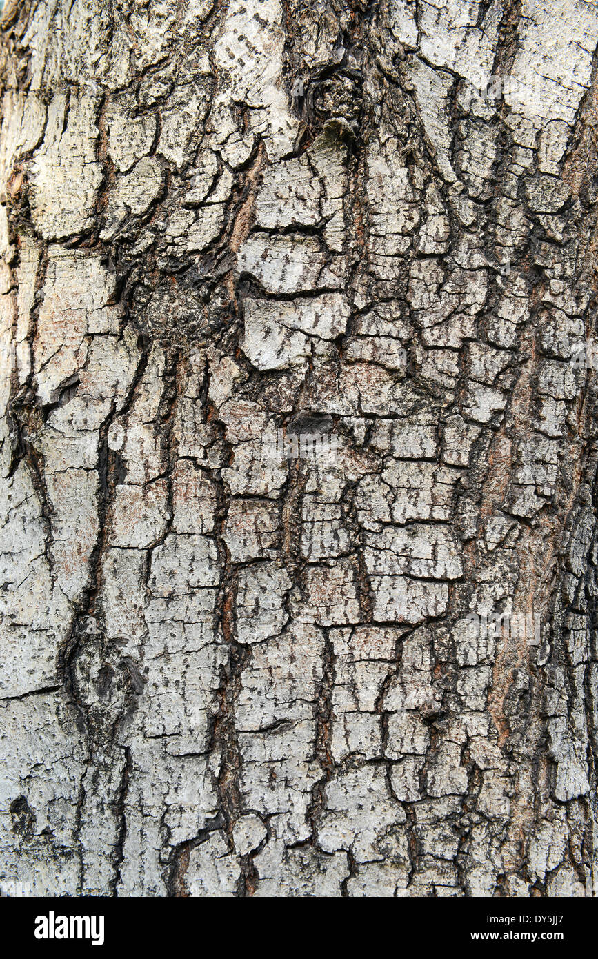 Close up texture of fracture on the tree bark Stock Photo - Alamy