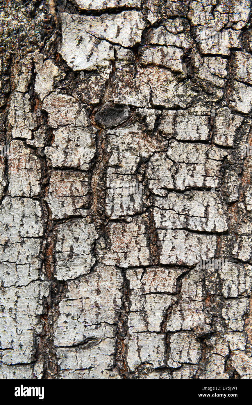 Close up texture of fracture on the tree bark Stock Photo - Alamy