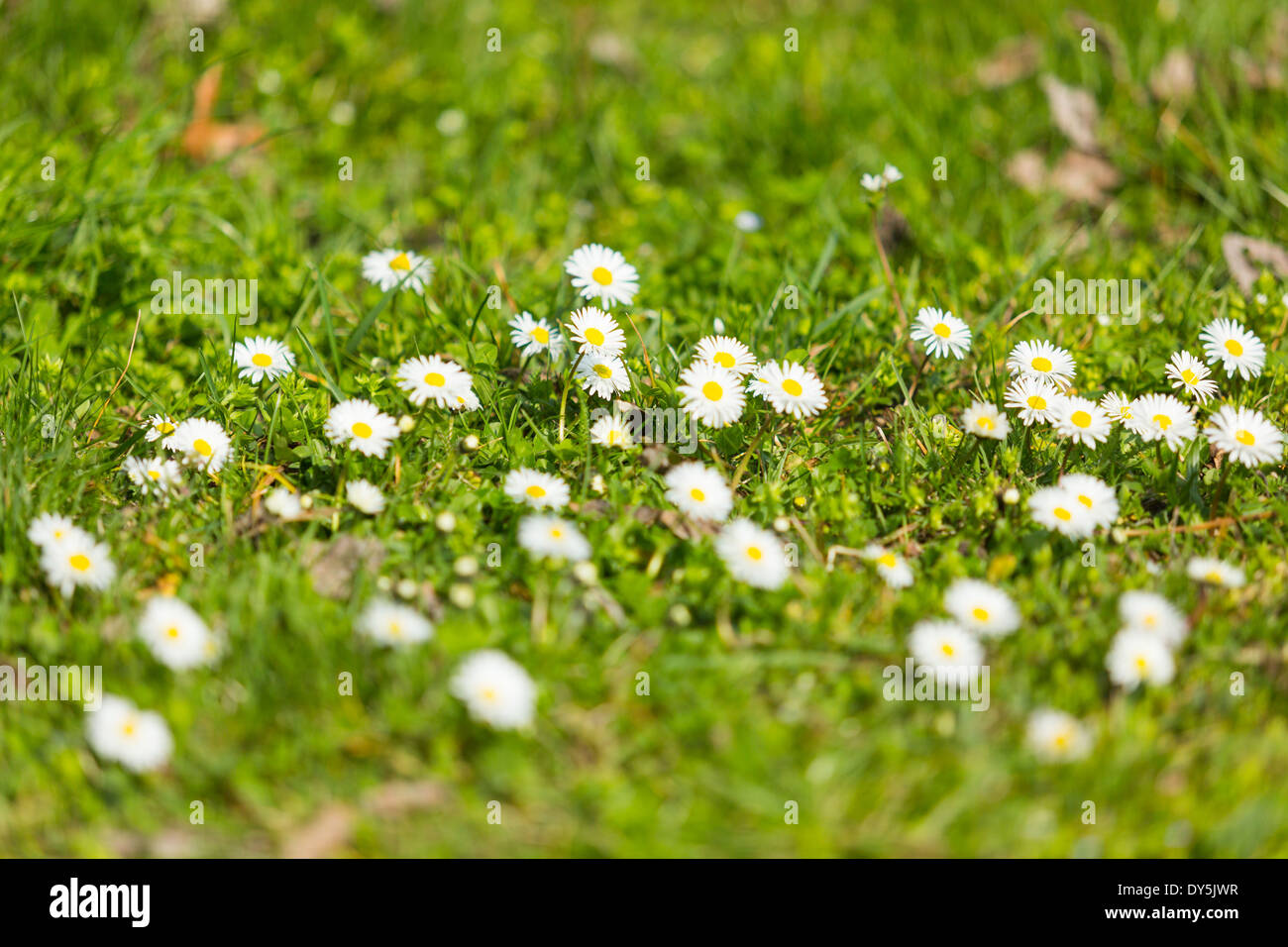 Grass blue sky sun spring flowers hi-res stock photography and images ...