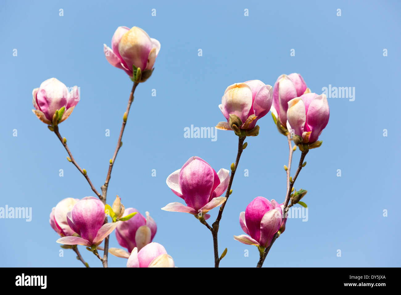 Spring time flowers against blue sky Stock Photo - Alamy