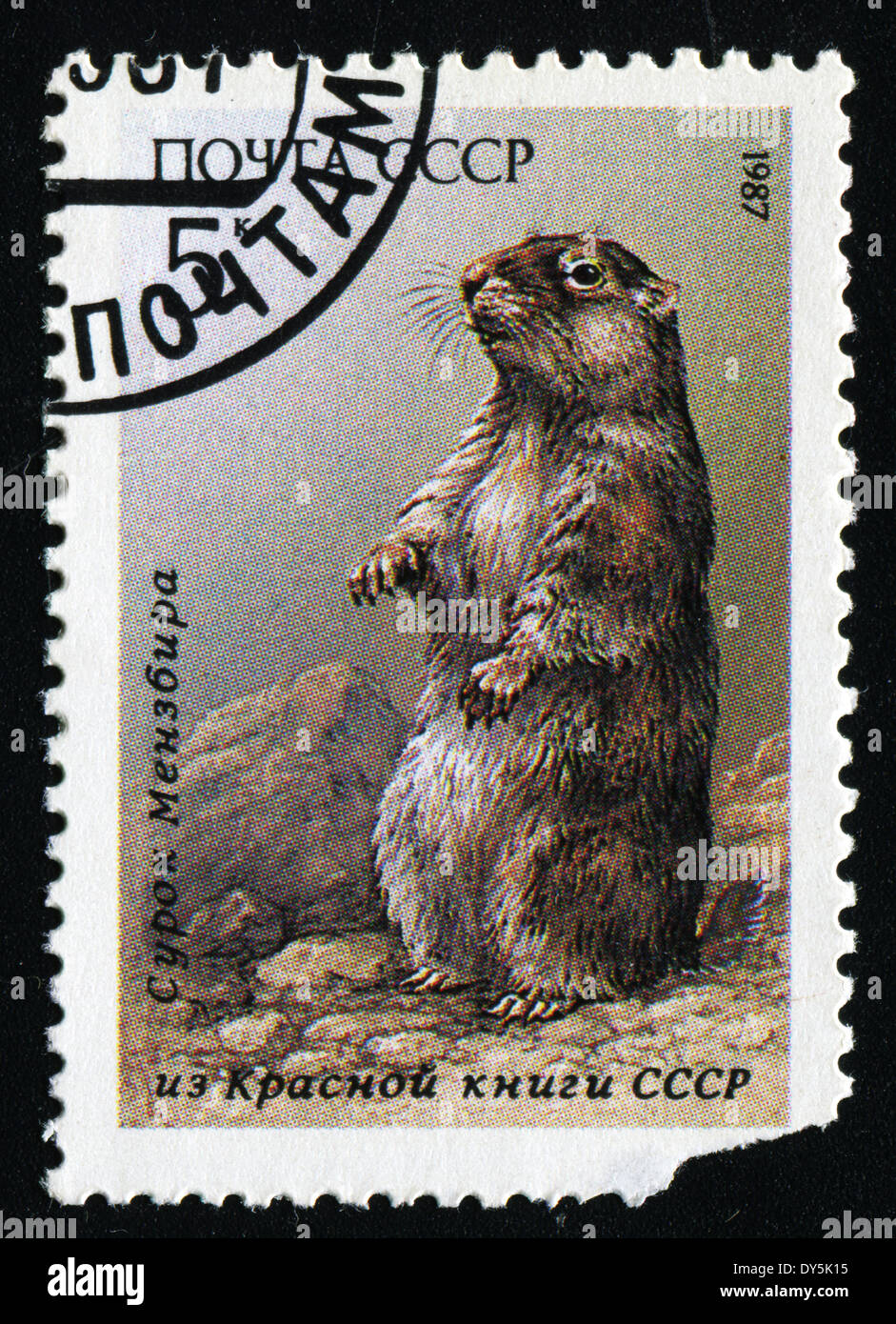USSR - CIRCA 1987: A stamp printed in Russia shows marmot, circa 1987 ...