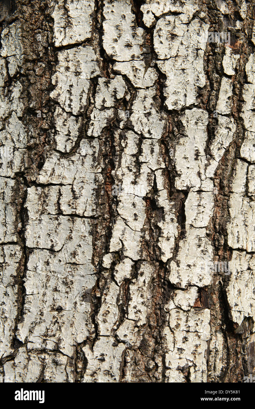 Close up texture of fracture on the tree bark Stock Photo - Alamy