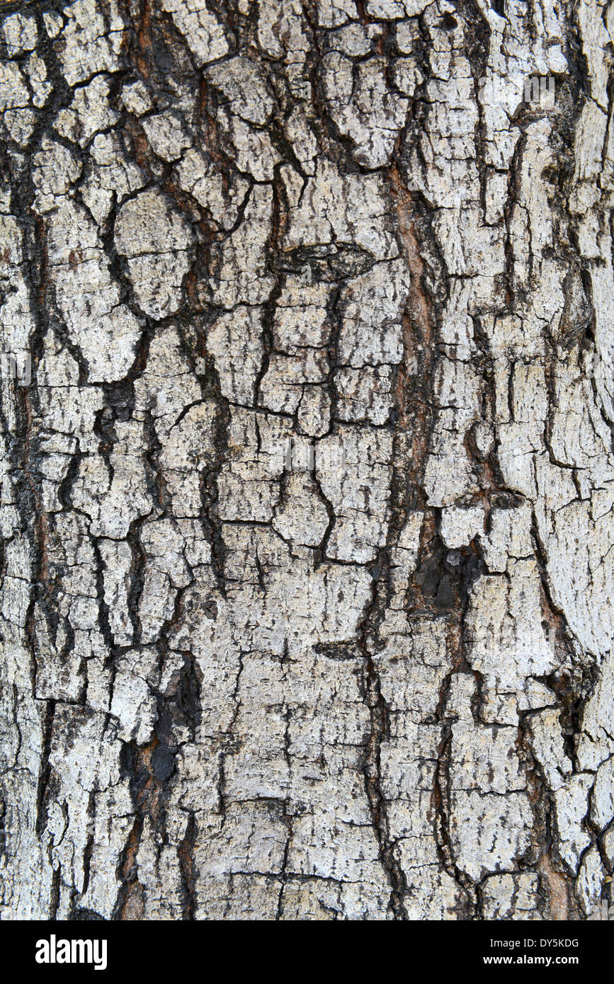 Close up texture of fracture on the tree bark Stock Photo - Alamy