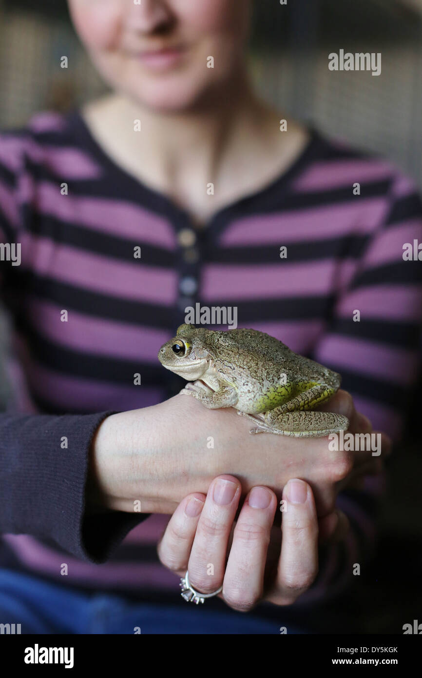 Frog holding hands hi-res stock photography and images - Alamy