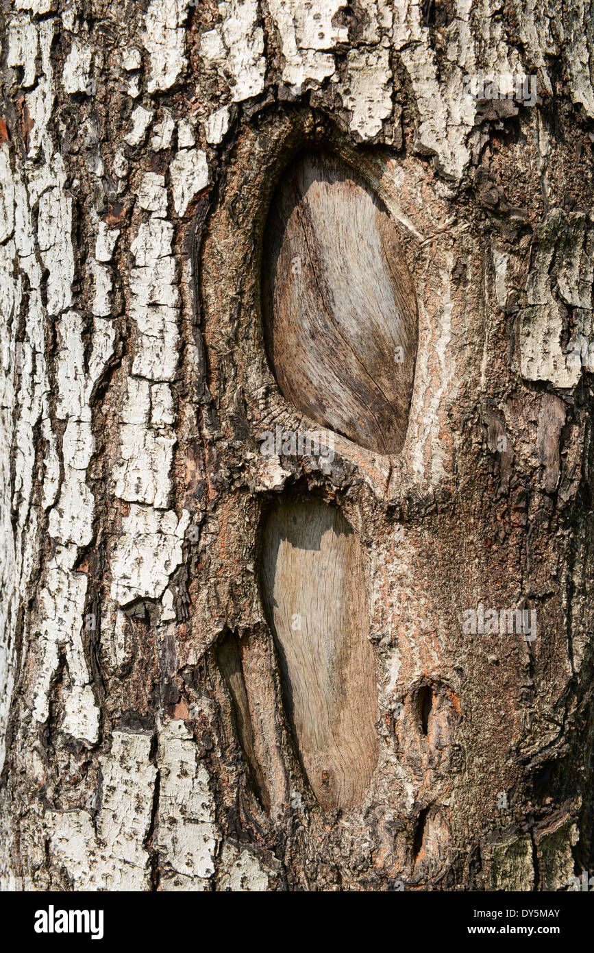 Close up texture of fracture on the tree bark Stock Photo - Alamy