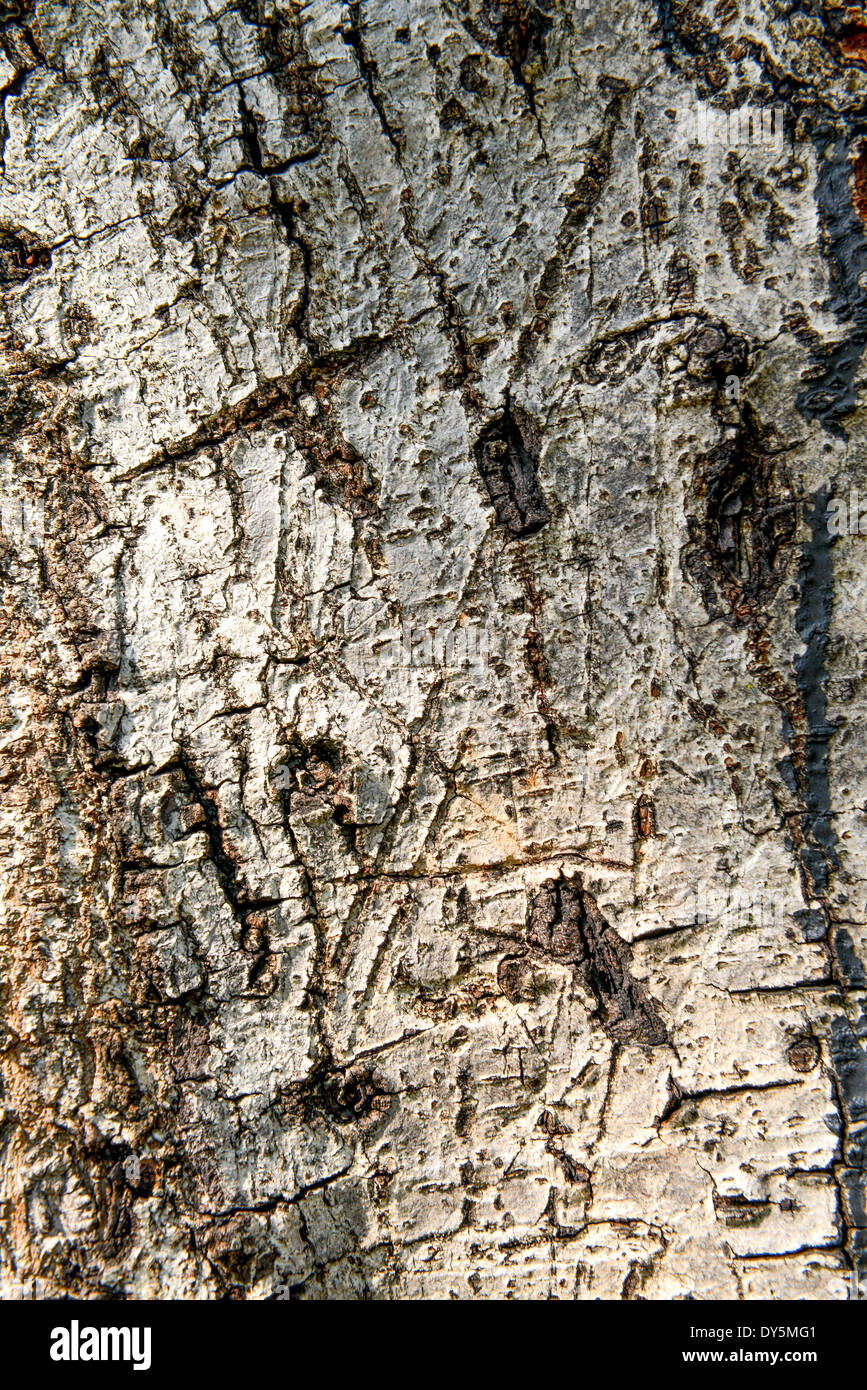 Close up texture of fracture on the tree bark Stock Photo - Alamy